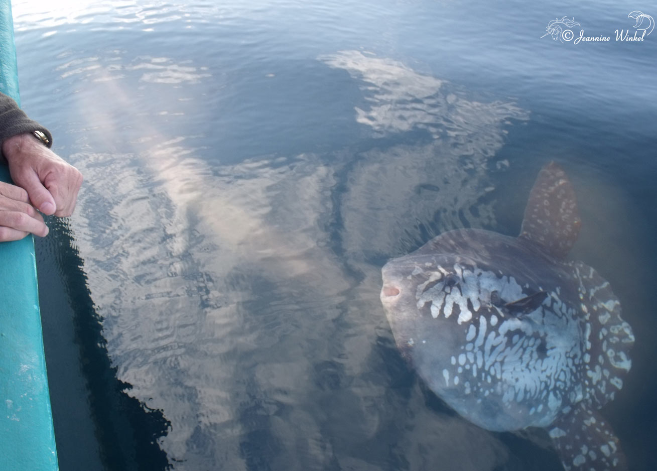 Atlantic Ocean Wildlife Boat Tour - Molly Bawn
