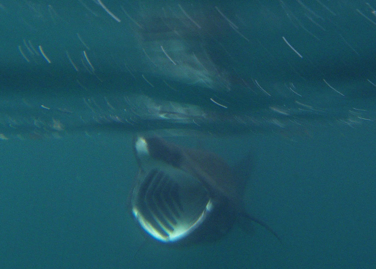Atlantic Ocean Wildlife Boat Tour - Molly Bawn