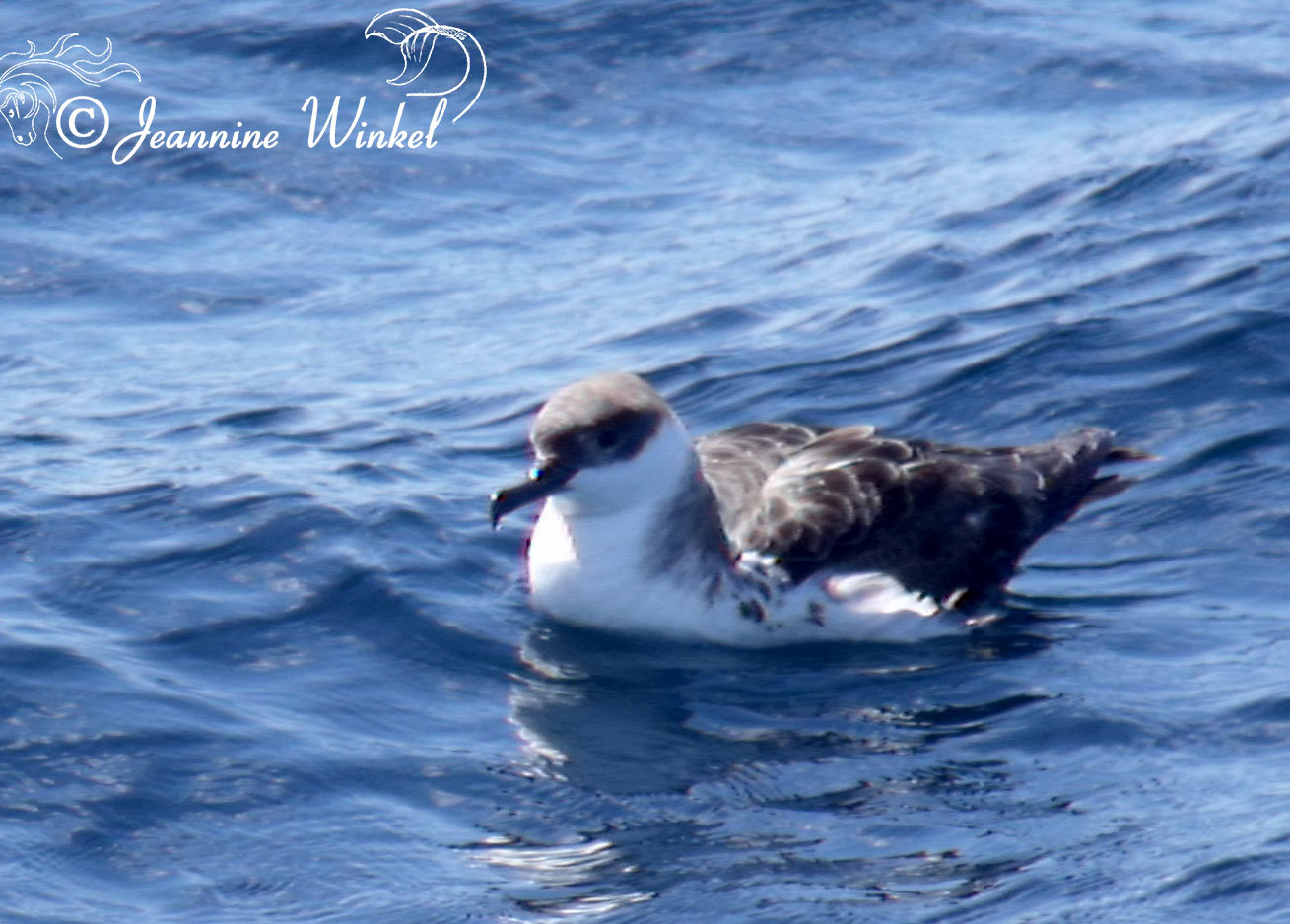Newfoundland Bird Watching Boat Tour - Molly Bawn