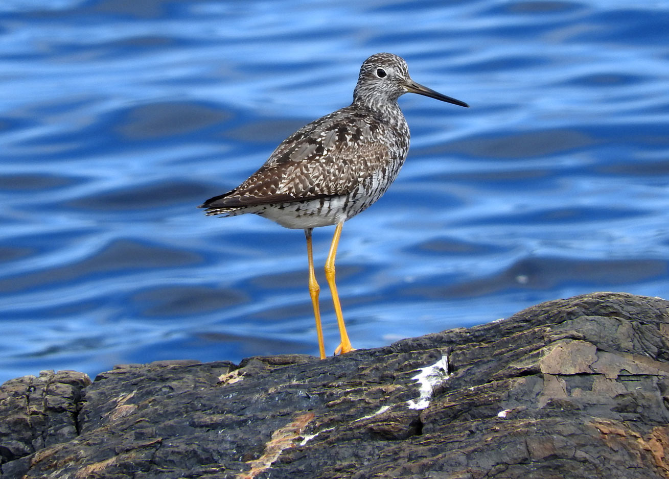 Newfoundland Bird Watching Boat Tour - Molly Bawn