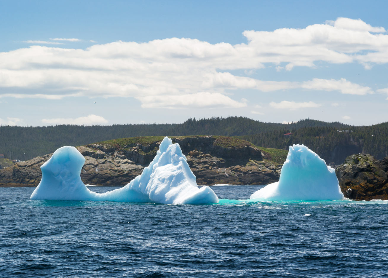 Newfoundland Iceberg Tour - Molly Bawn