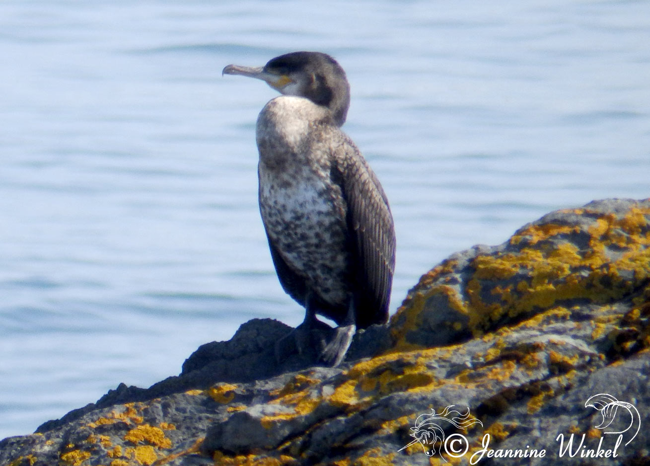 Newfoundland Bird Watching Boat Tour - Molly Bawn