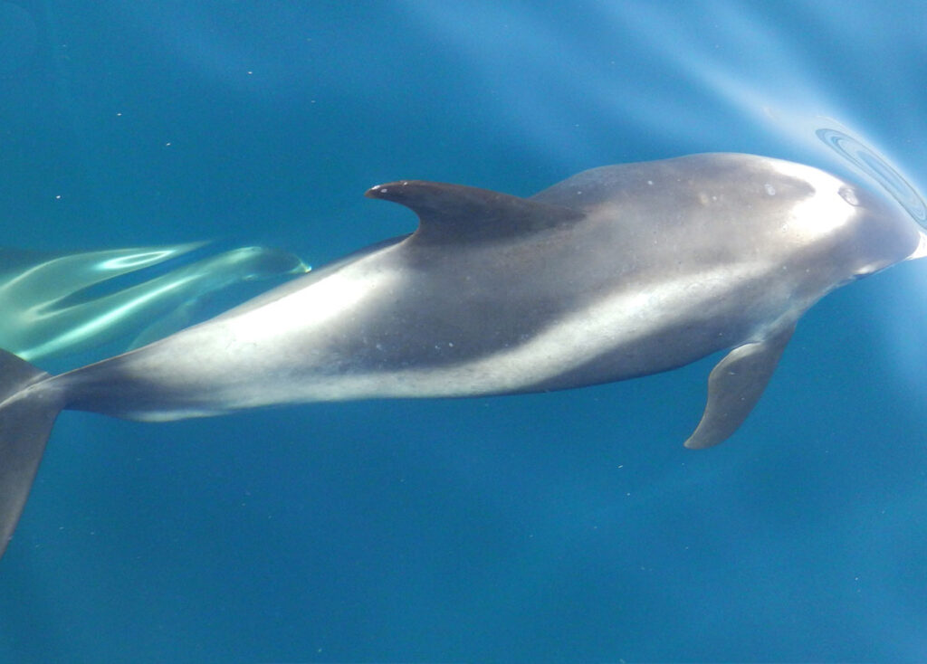 Atlantic Ocean Wildlife Boat Tour - Molly Bawn