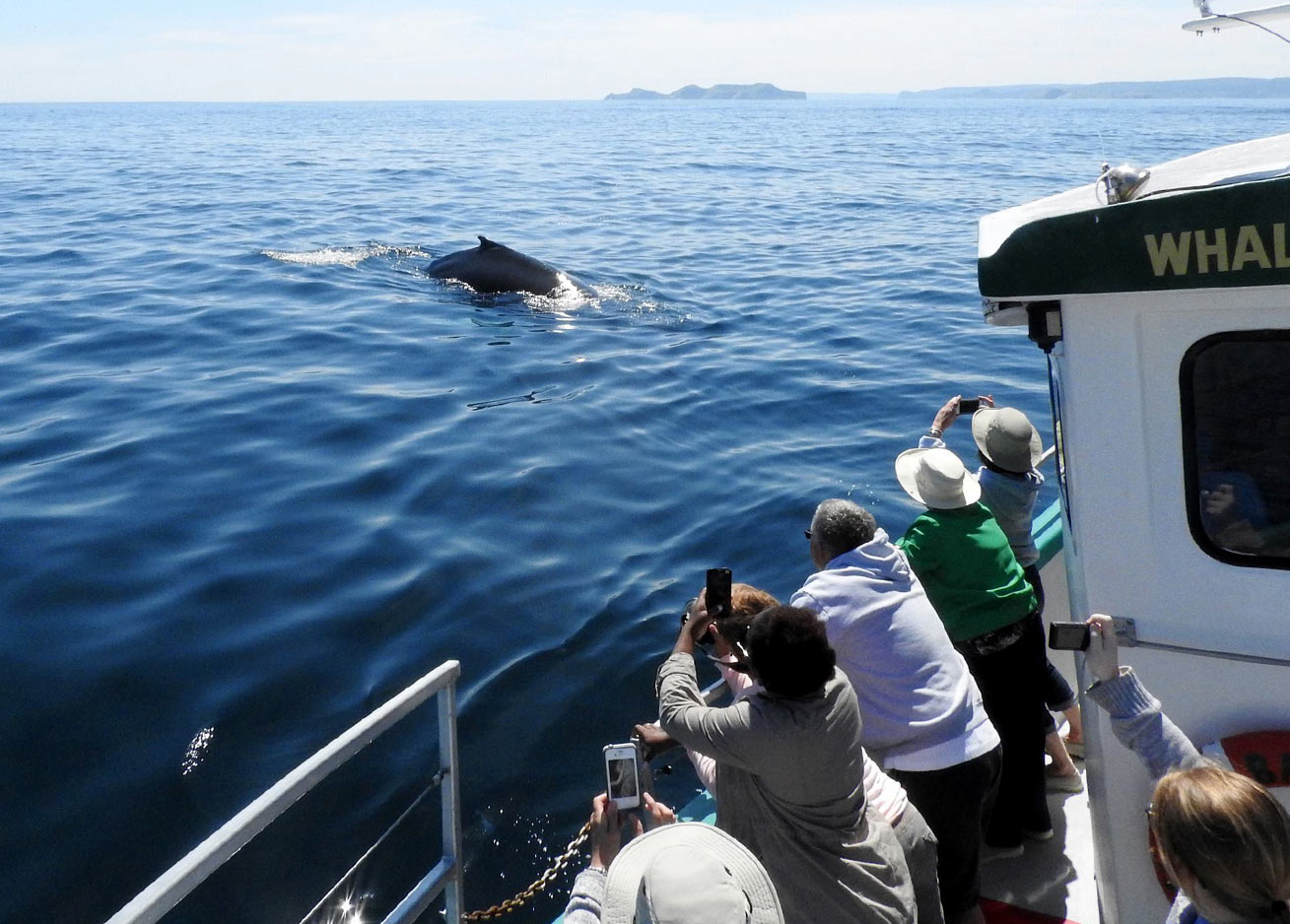 Newfoundland Whale Watching Tour - Molly Bawn