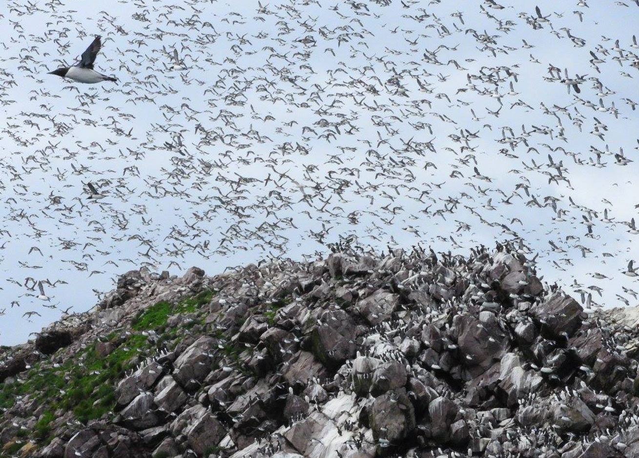 Newfoundland Bird Watching Boat Tour - Molly Bawn