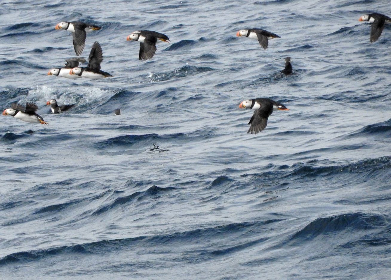 We're proud Puffin Patrol members - Molly Bawn