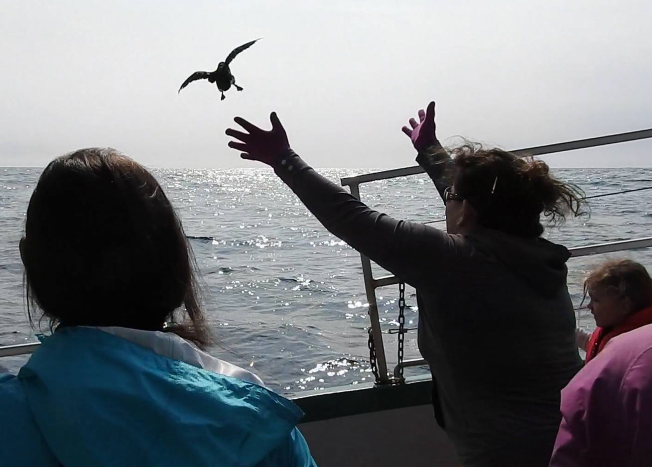 Newfoundland Puffin Tour - Molly Bawn
