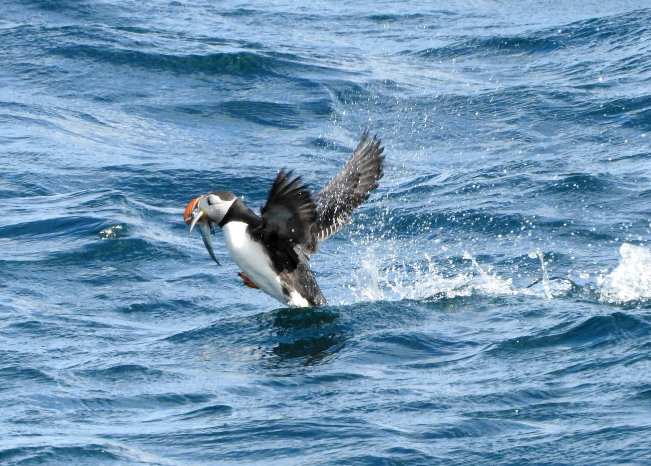 Newfoundland Puffin Tour - Molly Bawn