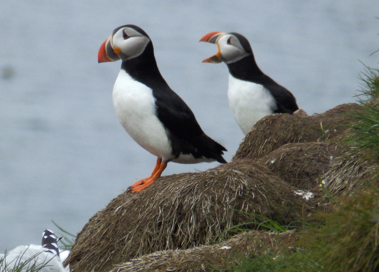 Newfoundland Puffin Tour - Molly Bawn