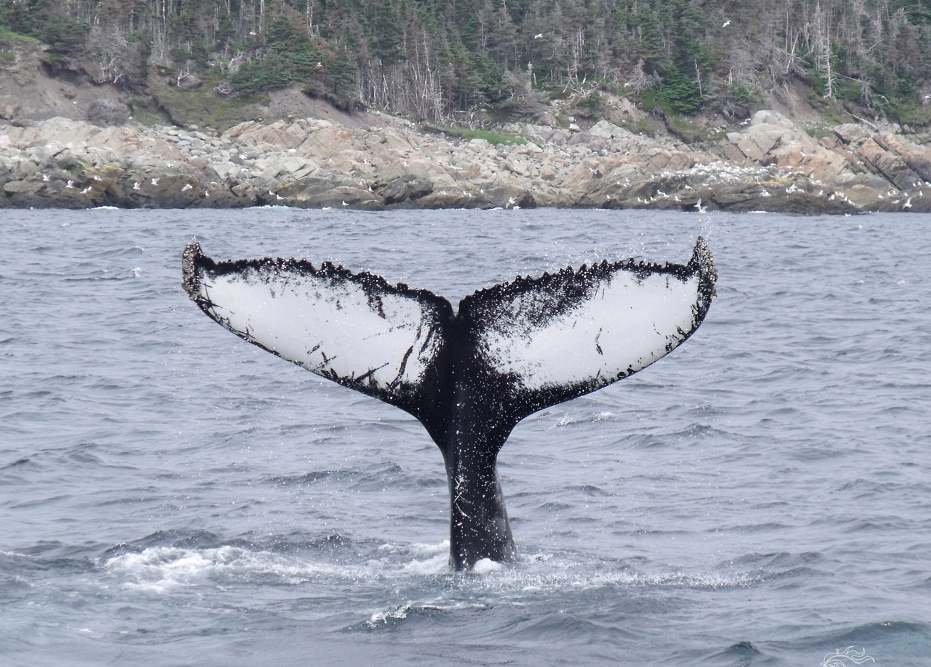 Newfoundland Whale Watching Tour - Molly Bawn