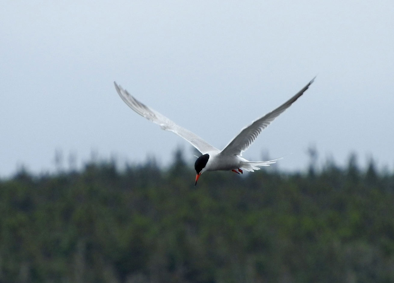 Newfoundland Bird Watching Boat Tour - Molly Bawn