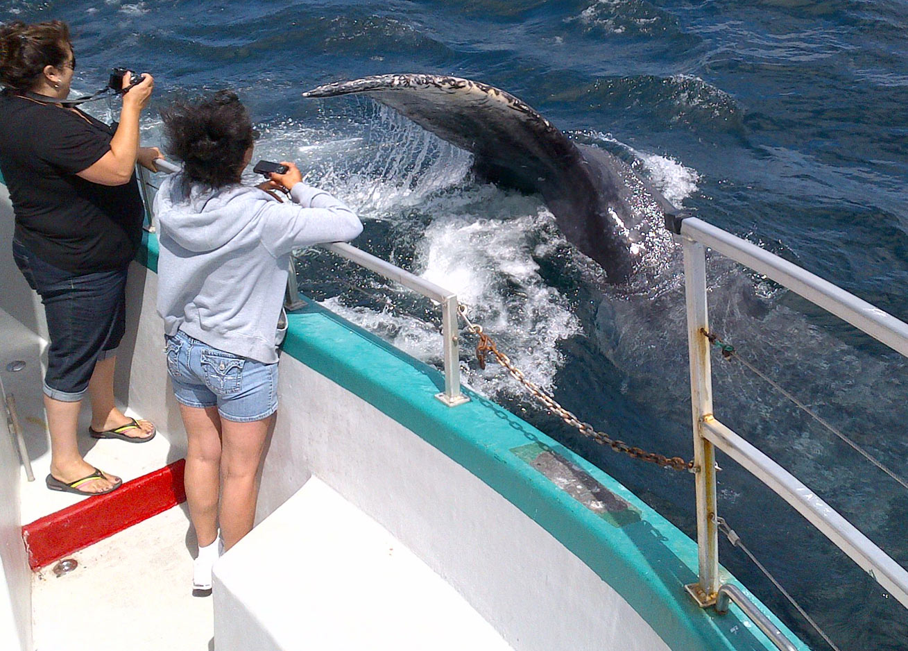 Newfoundland Whale Watching Tour - Molly Bawn